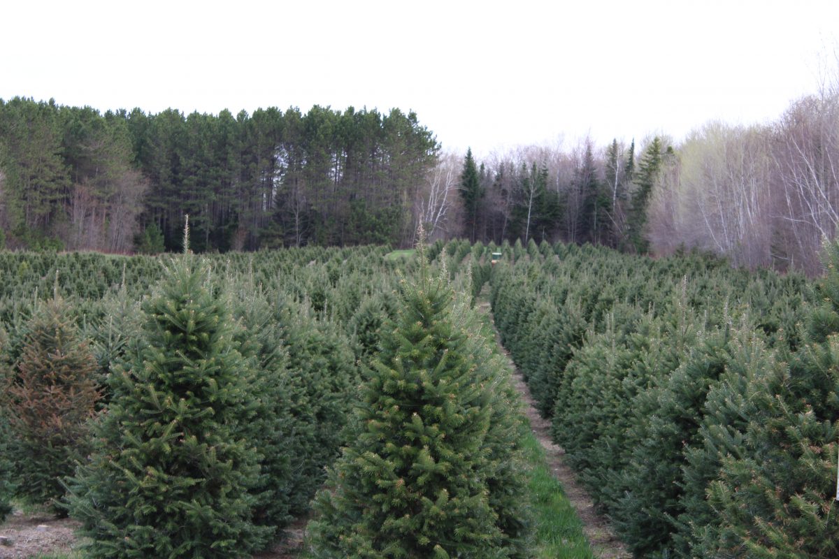 Callnan Family Christmas Trees - Maine Christmas Tree Association